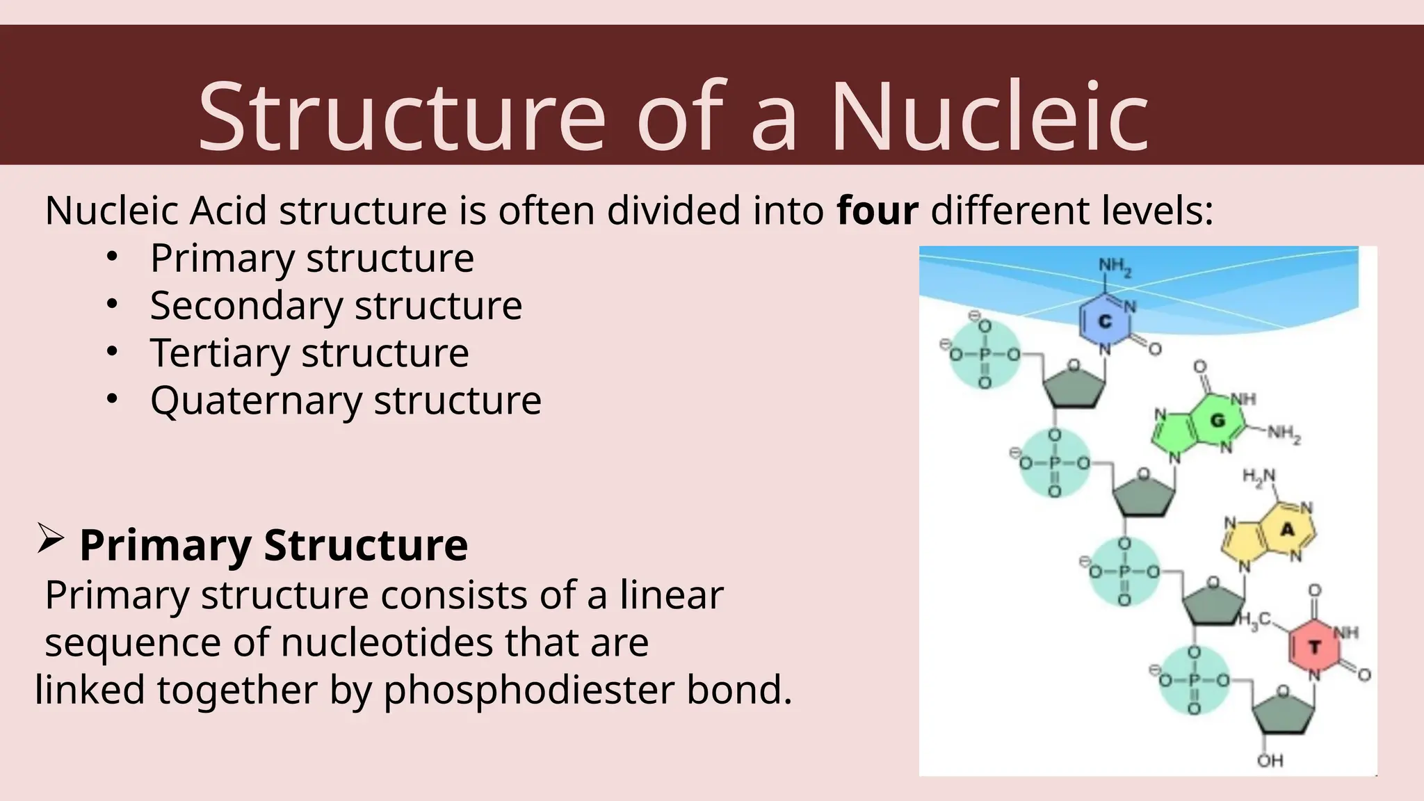 Nucleic Acid , its chemistry, functions and pharmaceutical importance.pptx