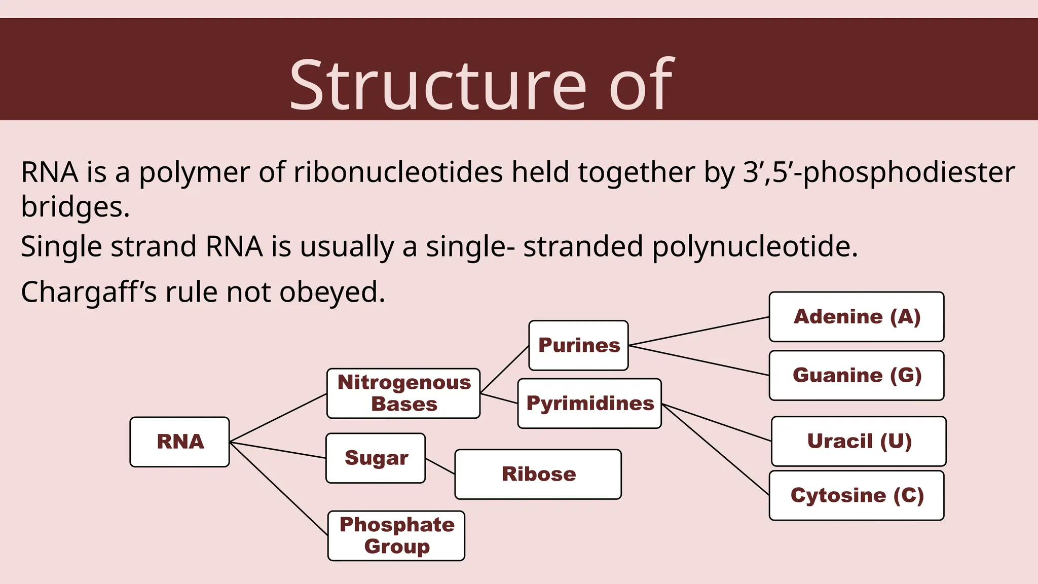 Nucleic Acid , its chemistry, functions and pharmaceutical importance.pptx