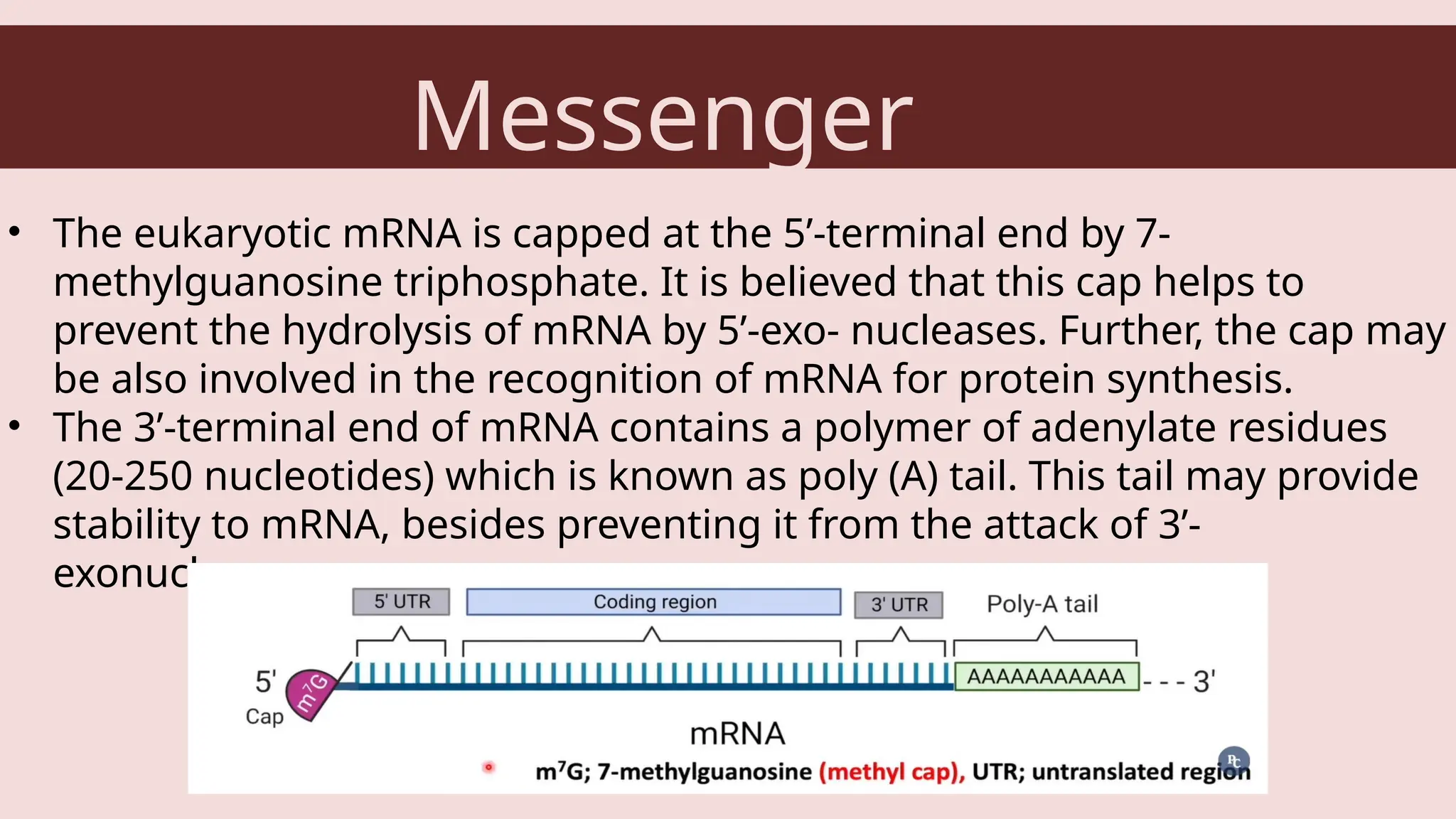 Nucleic Acid , its chemistry, functions and pharmaceutical importance.pptx