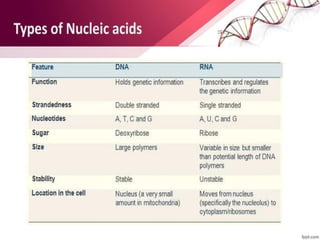 Nucleic acid Structures and functions and role | PPTX