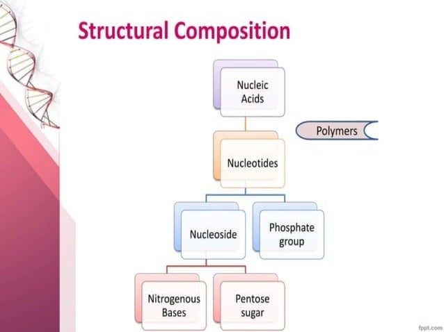 Nucleic acid Structures and functions and role | PPTX