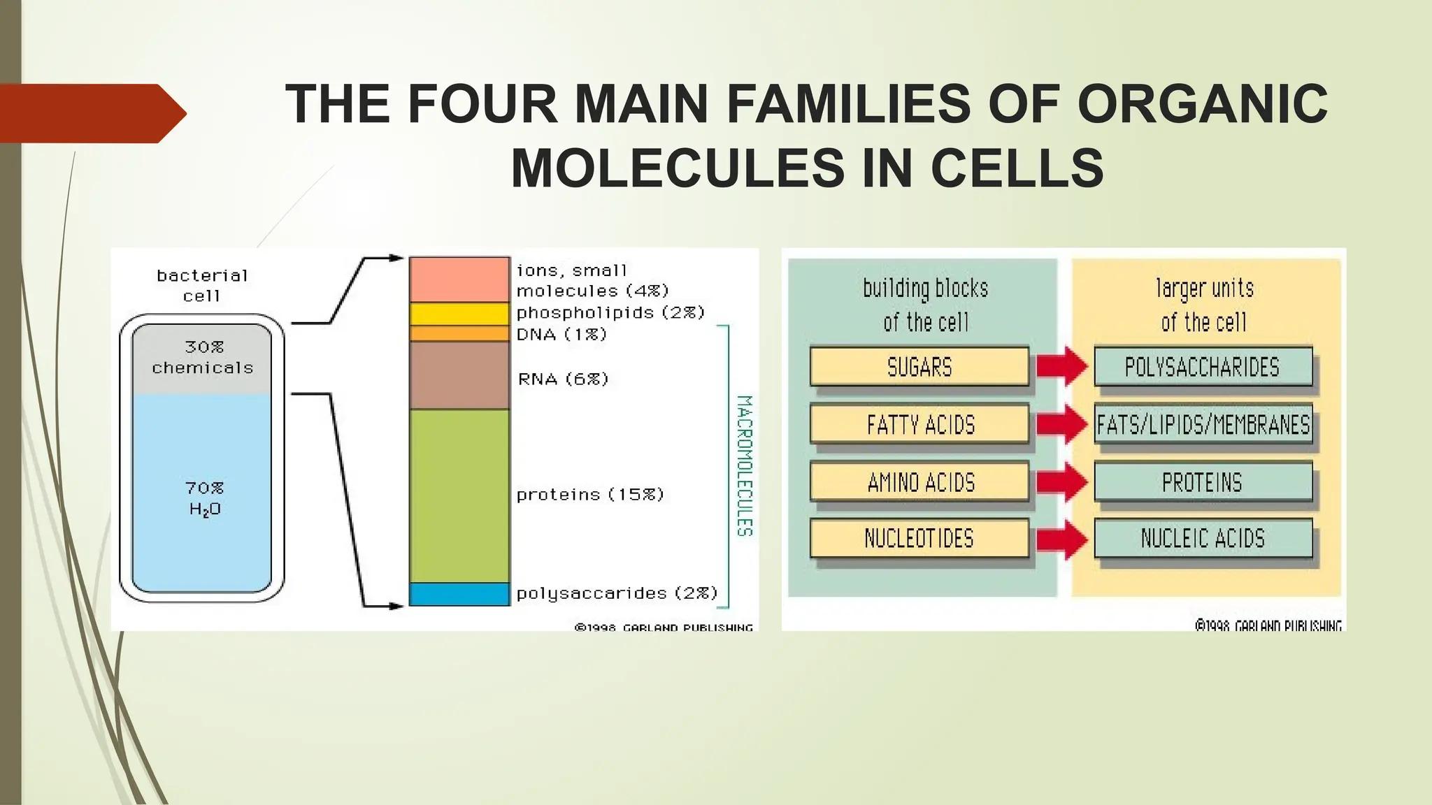 Procedure for Extraction of DNA from Plant Sample | PPTX
