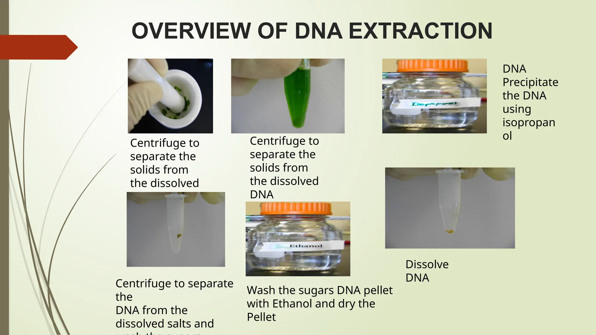 Procedure for Extraction of DNA from Plant Sample | PPTX