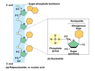 Nucleic acid (Advance) | PPT