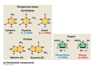 Nucleic acid (Advance) | PPTX