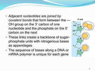 Nucleic acid (Advance) | PPTX