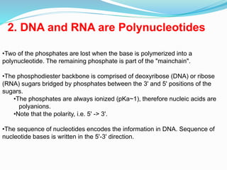 Nucleic acid (Advance) | PPT