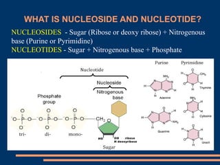 NUCLEIC ACID-DNA STRUCTURE AND Central dogma of molecular biology.pptx