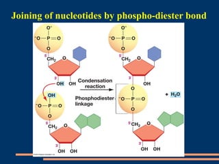 NUCLEIC ACID-DNA STRUCTURE AND Central dogma of molecular biology.pptx