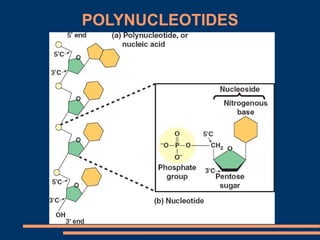 NUCLEIC ACID-DNA STRUCTURE AND Central dogma of molecular biology.pptx