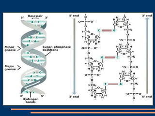 NUCLEIC ACID-DNA STRUCTURE AND Central dogma of molecular biology.pptx