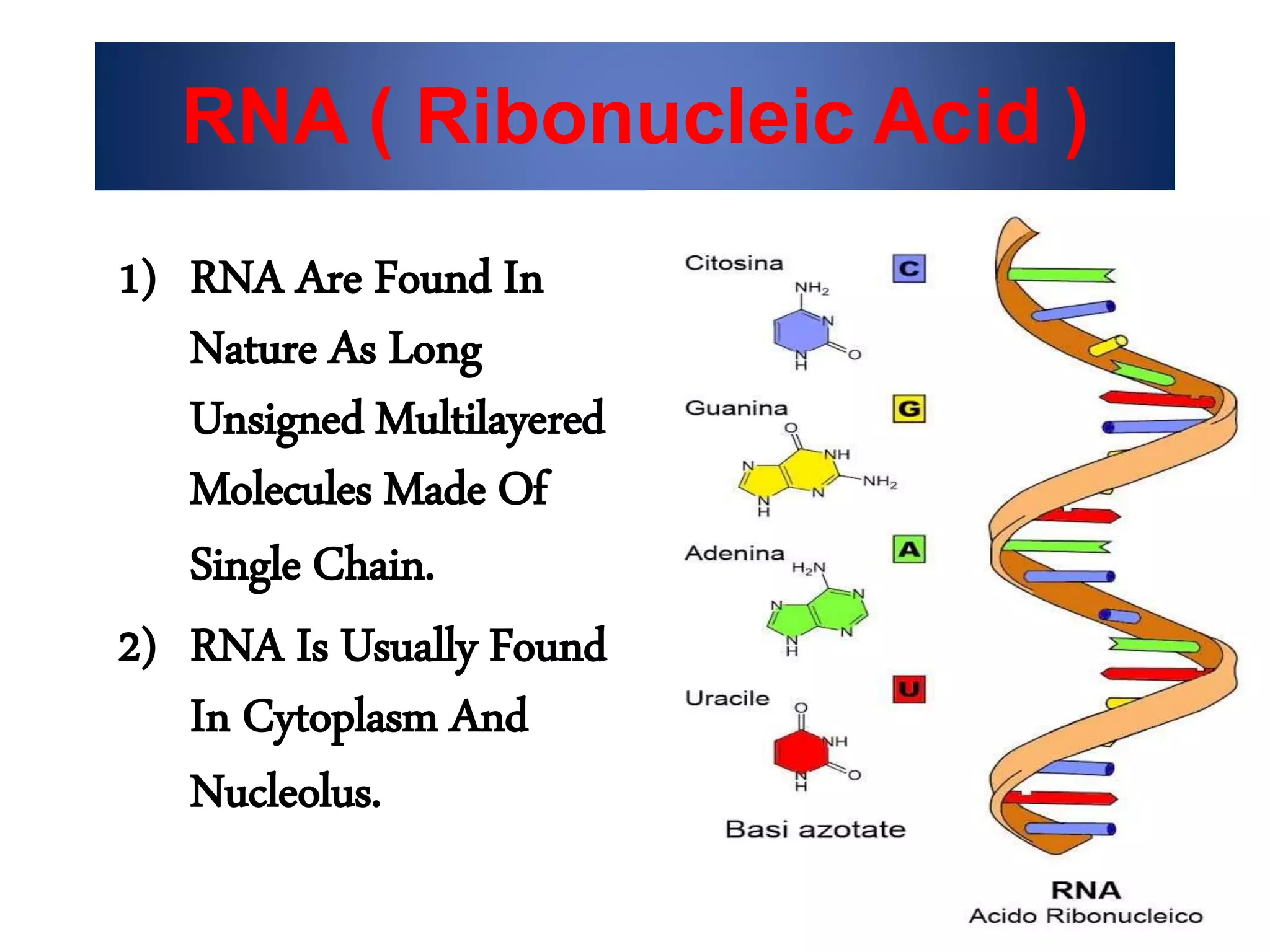 Nucleic Acidpower Point Presentation By Rj Ppt