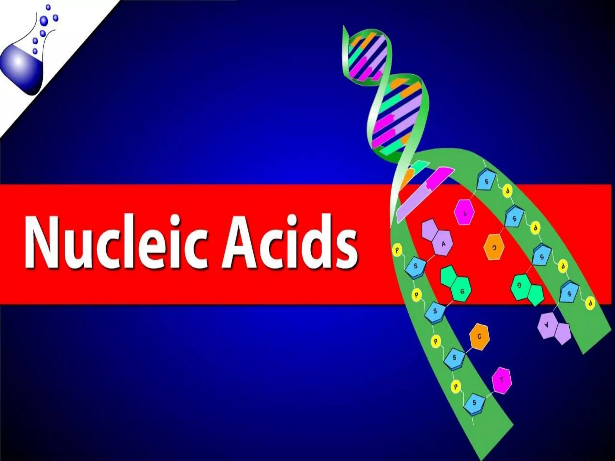 Nucleic Acidpower Point Presentation By Rj Ppt