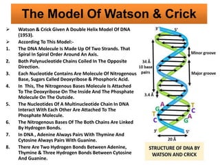 Nucleic acid_Power Point Presentation - By RJ | PPT