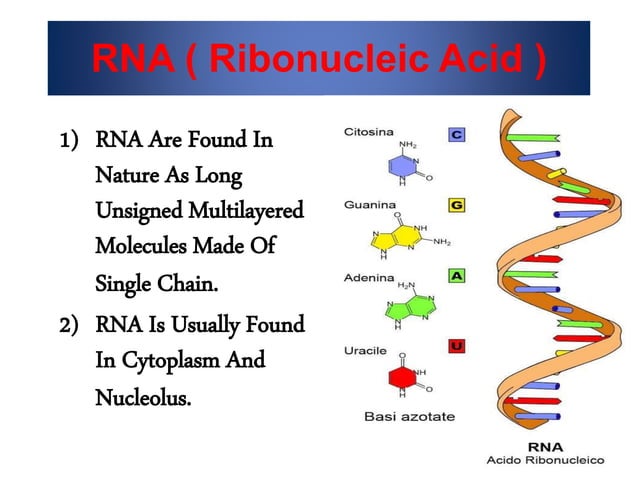 Nucleic acid_Power Point Presentation - By RJ | PPT