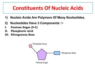 Nucleic acid_Power Point Presentation - By RJ | PPT