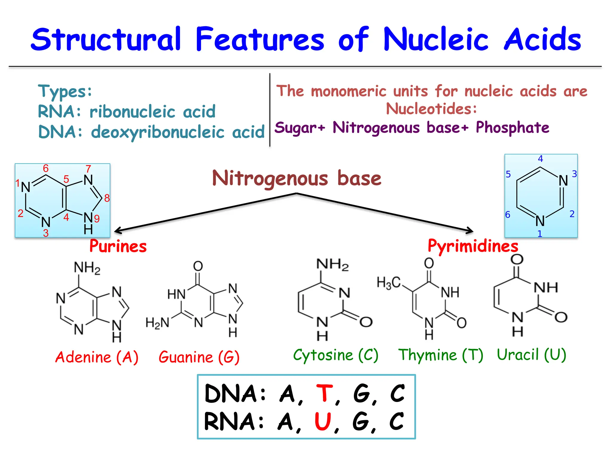 Nucleic Acid (biological)-ppt-3rd SEM.pdf