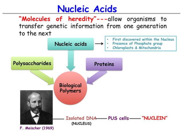 Nucleic Acid (biological)-ppt-3rd SEM.pdf