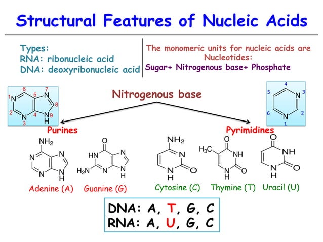 Nucleic Acid (biological)-ppt-3rd SEM.pdf