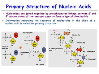 Nucleic Acid (biological)-ppt-3rd SEM.pdf