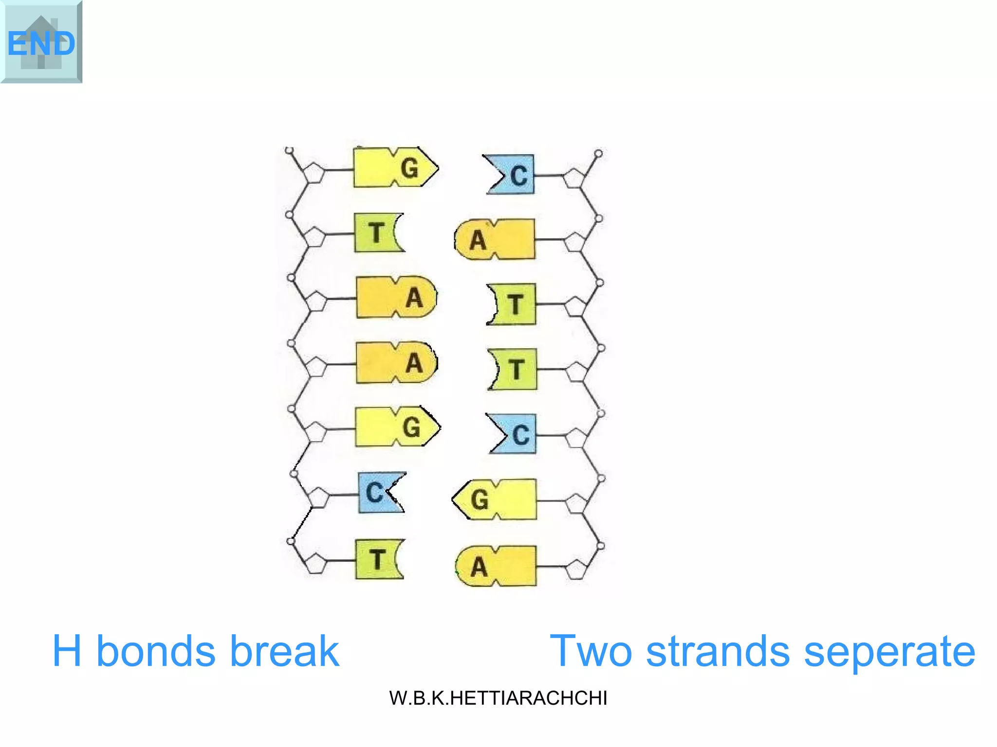 Nucleic Acid Replication English Version | PPT