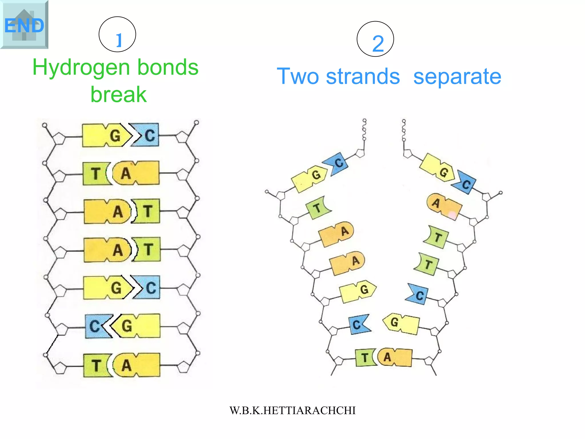Nucleic Acid Replication English Version | PPT
