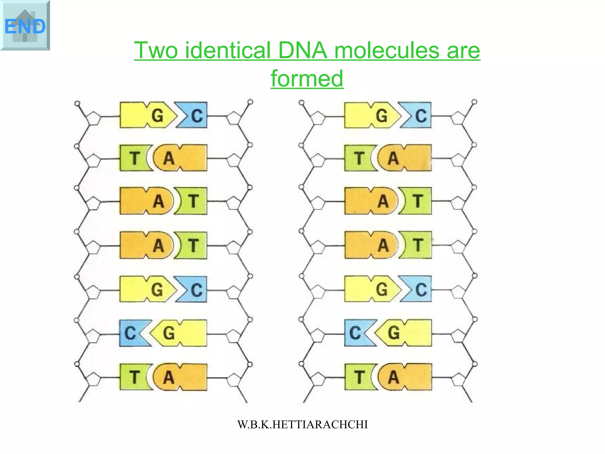 Nucleic Acid Replication English Version | PPT