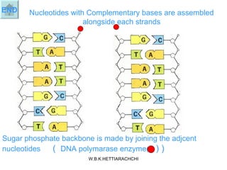 Nucleic Acid Replication English Version | PPT