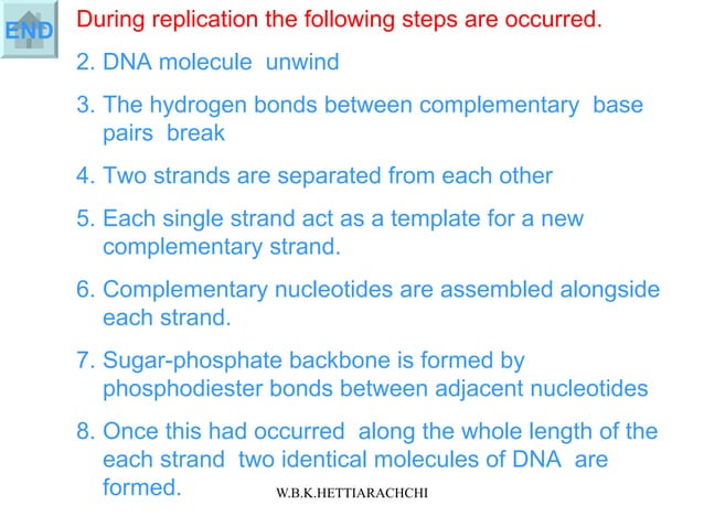 Nucleic Acid Replication English Version | PPT