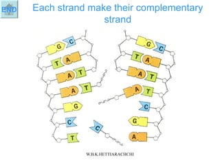 Nucleic Acid Replication English Version | PPT