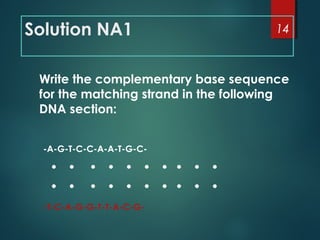 Nucleic acid | PPT