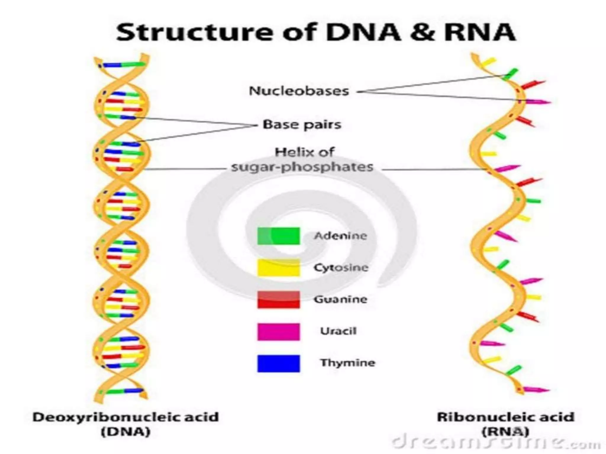 nucleic acid unit-5 biochemistry and clinical pathology, D.Pharm 2nd ...