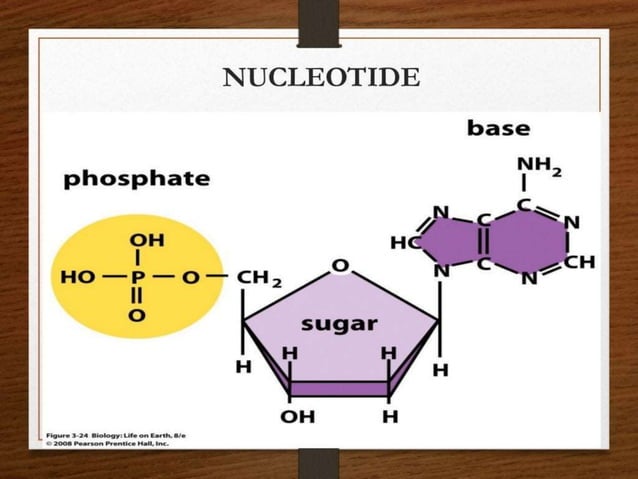 nucleic acid unit-5 biochemistry and clinical pathology, D.Pharm 2nd ...