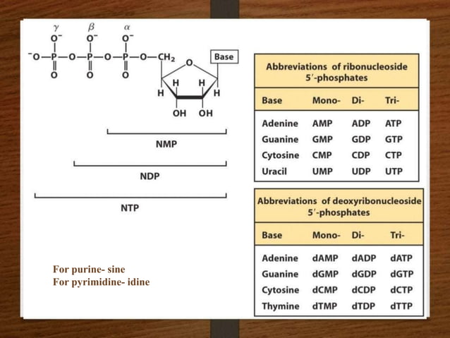 nucleic acid unit-5 biochemistry and clinical pathology, D.Pharm 2nd ...
