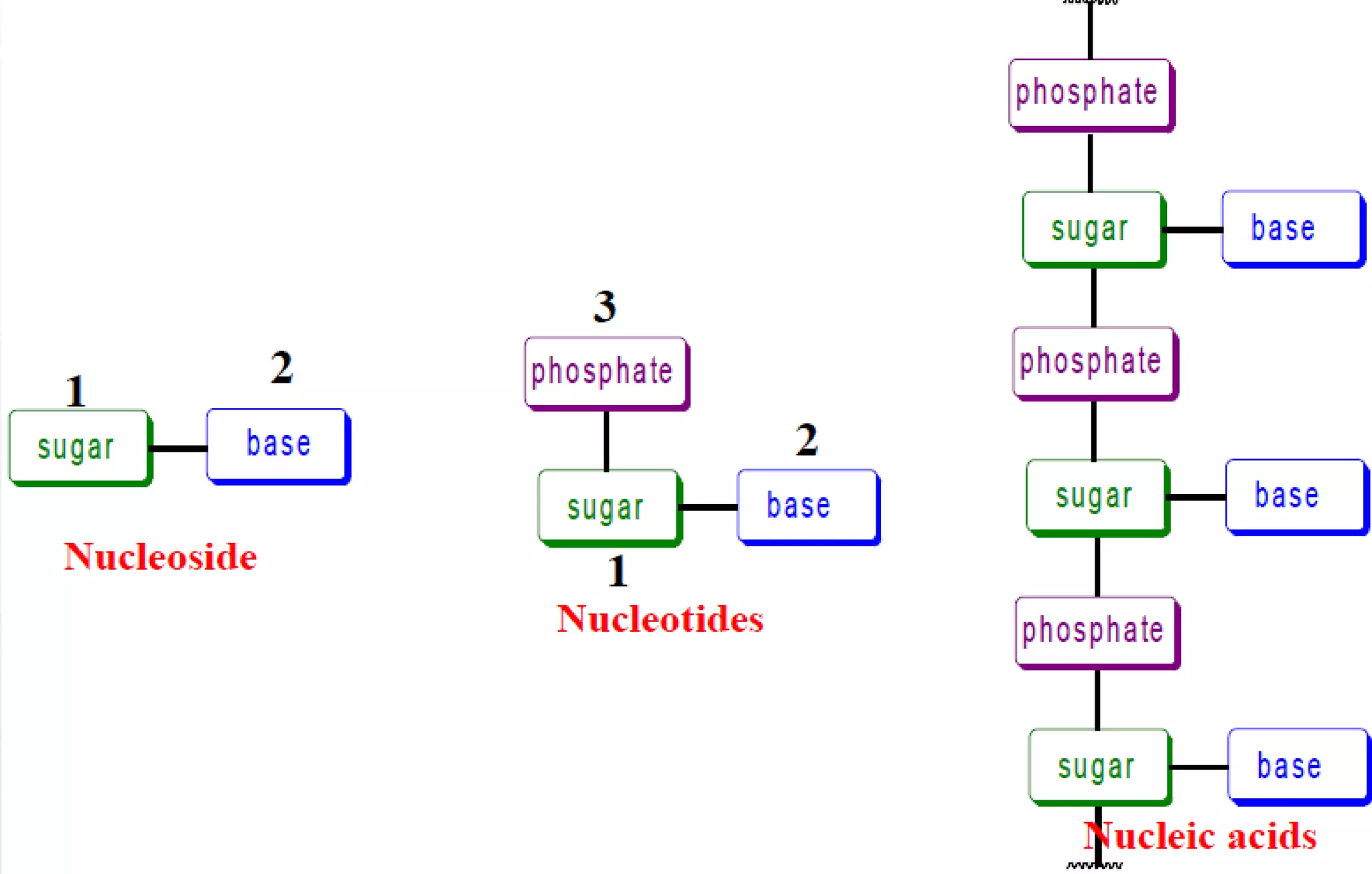nucleic acid and its chemistry .pptx