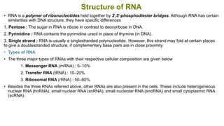 Nucleic acid and Nucleotide By BNP.pptx