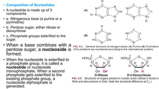 Nucleic acid and Nucleotide By BNP.pptx