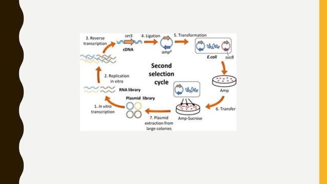 Nucleic acid based microbial diagnostic techniques | PPTX