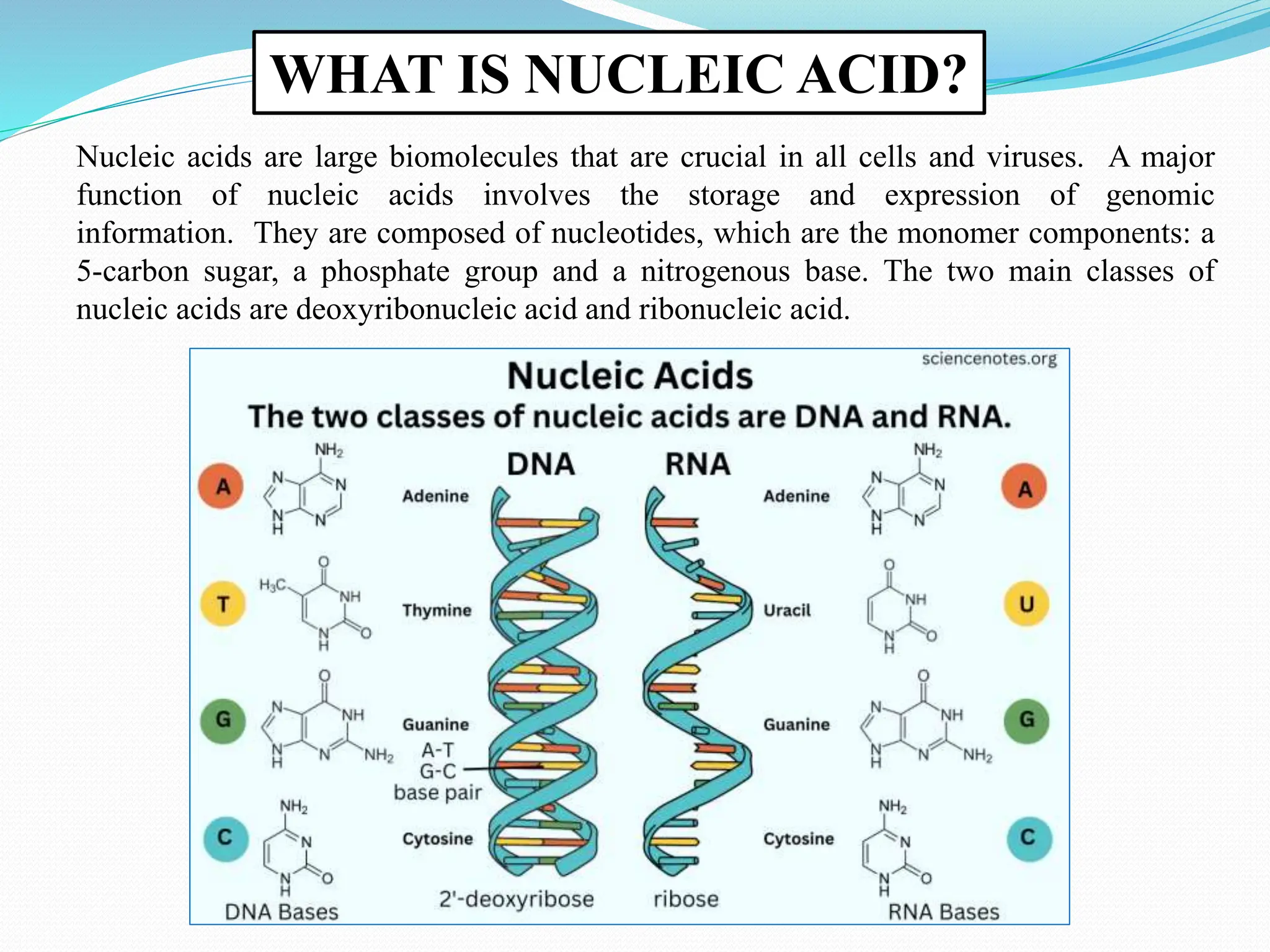 NUCLEIC ACID BASED THERAPEUTIC DELIVERY SYSTEM by pramesh..pptx
