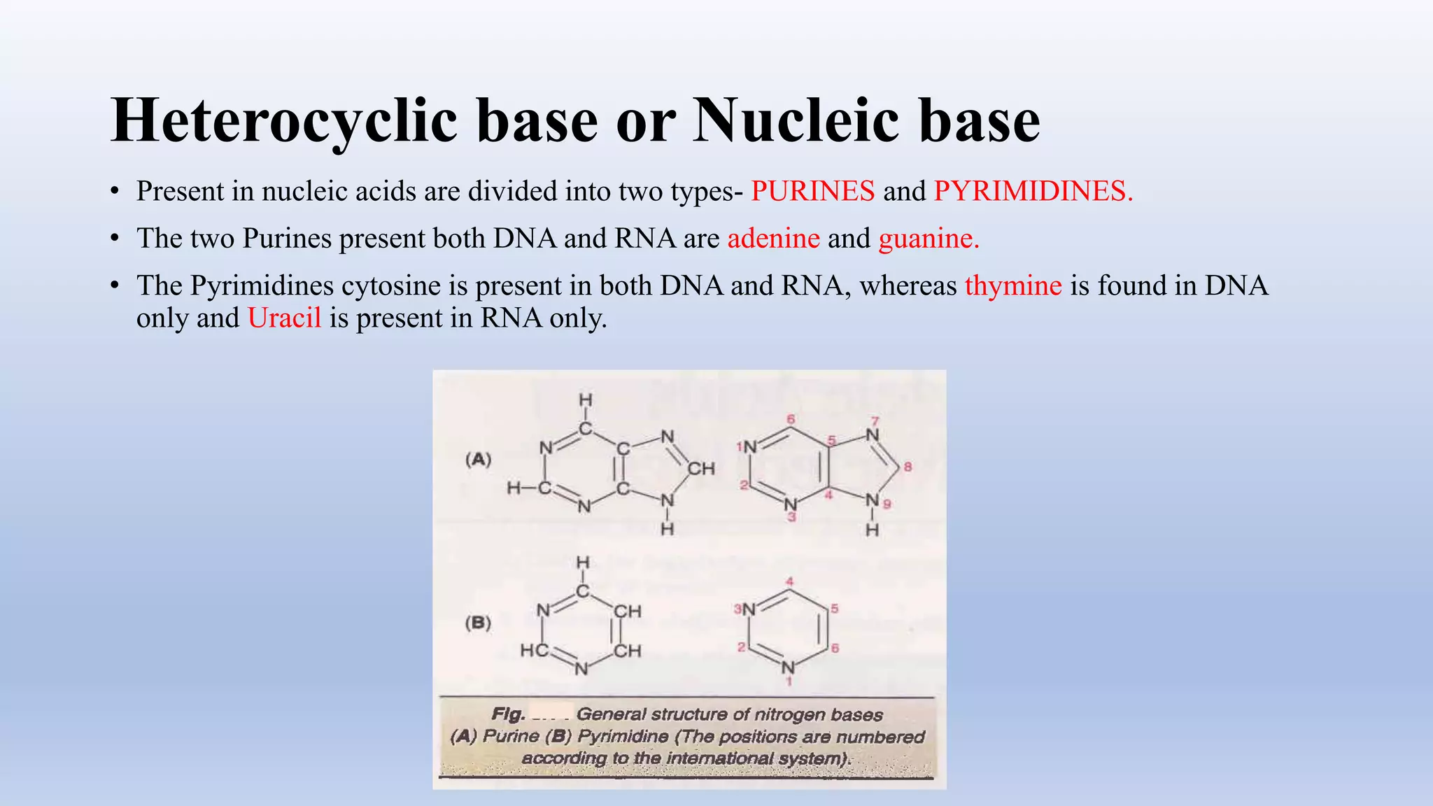 Nucleic acid biomolecule | PDF