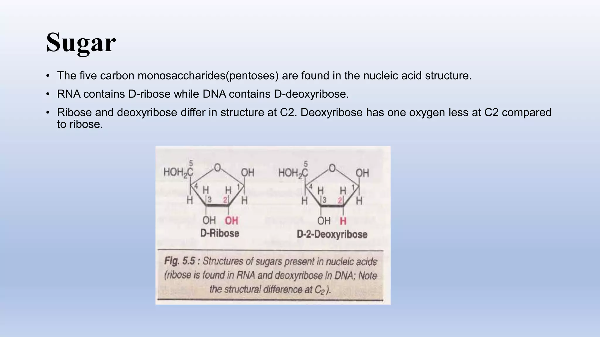 Nucleic acid biomolecule | PDF