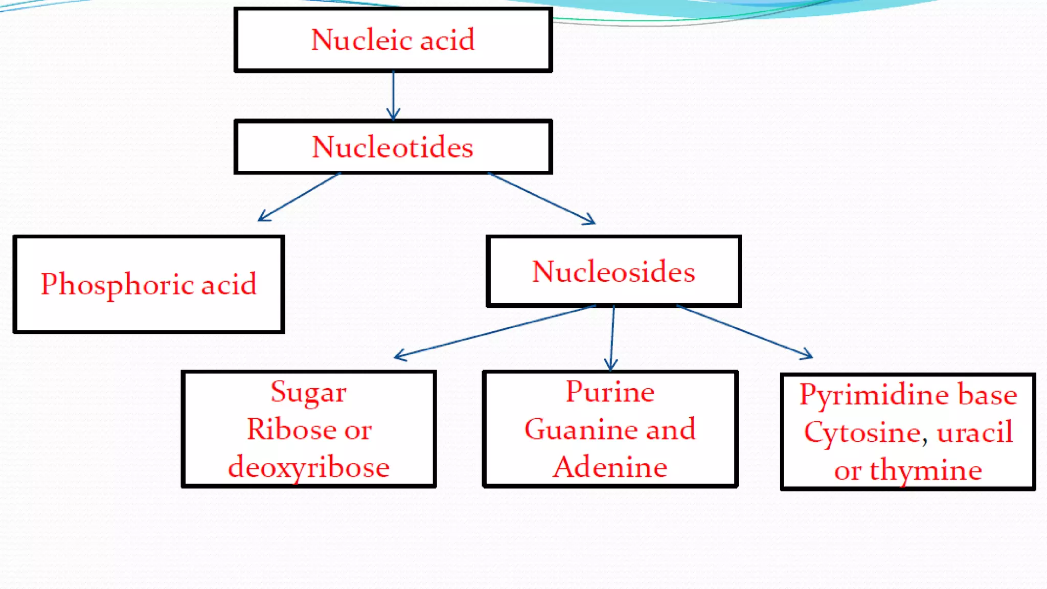 Nucleic acid biomolecule | PDF
