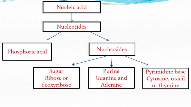 Nucleic acid biomolecule | PDF | Chemistry | Science