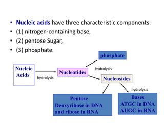 Nucleic acid bph | PPTX | Biological Sciences | Science