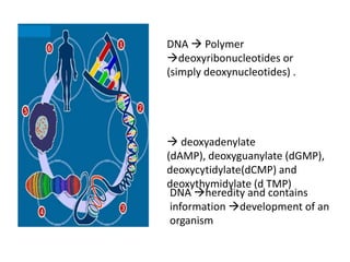 Nucleic acid bph | PPTX | Biological Sciences | Science
