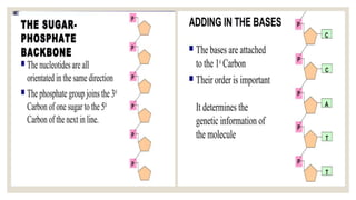 nucleic acid_bridge course.pptx