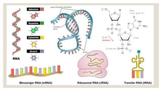 nucleic acid_bridge course.pptx