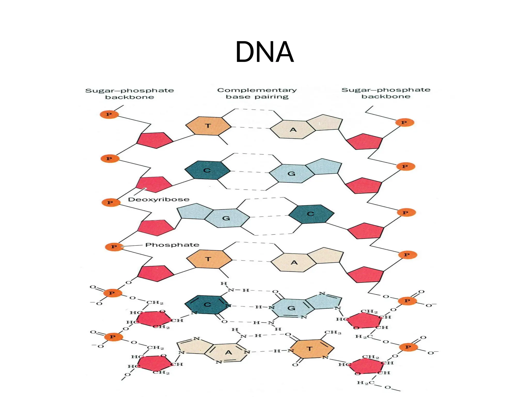 Nucleic acid chemo biochemistry mbbs.pptx