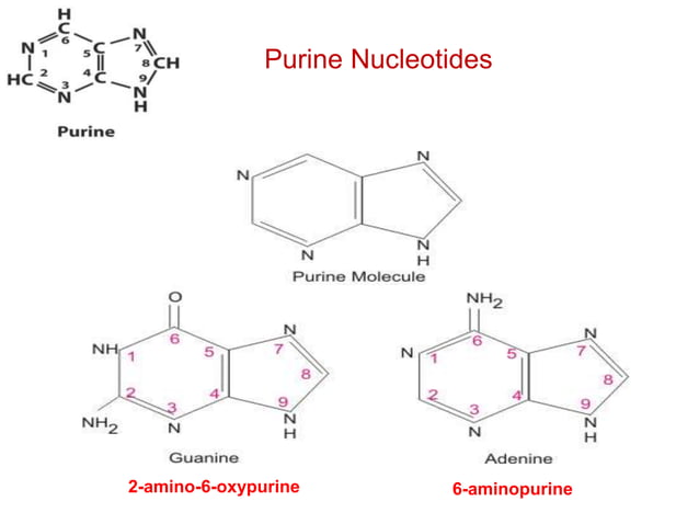 nucleicacidchemistry-141016010348-conversion-gate02.pdf