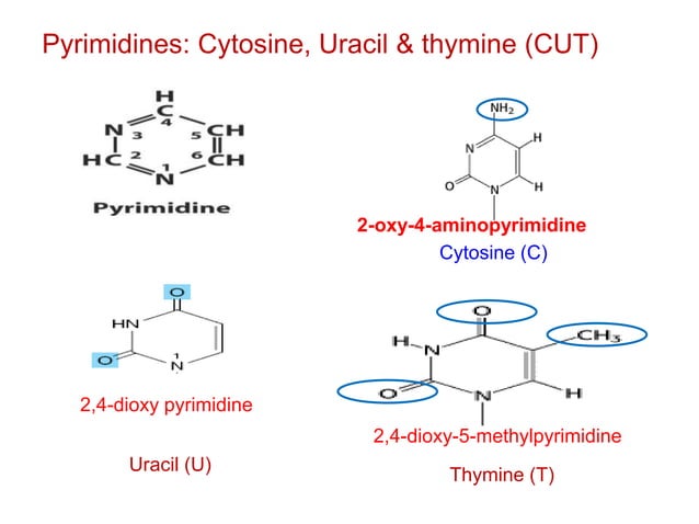 nucleicacidchemistry-141016010348-conversion-gate02.pdf